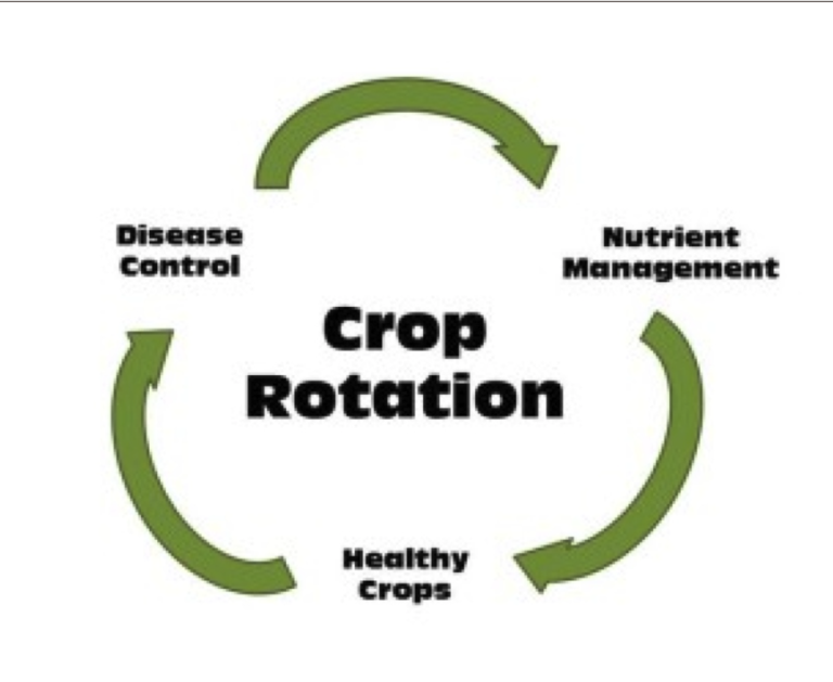 Crop Rotation lessens losses and risks